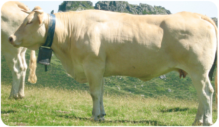 COOPERATIVE AXURIA à CHERAUTE membre Producteur / Artisan de Qualité ...